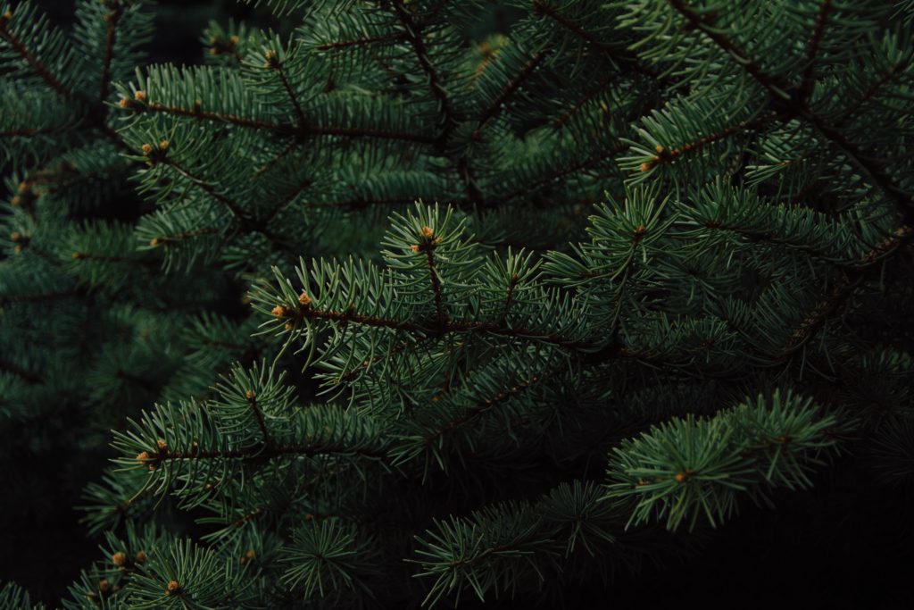 It's That Time of Year Again - At Home in the Future